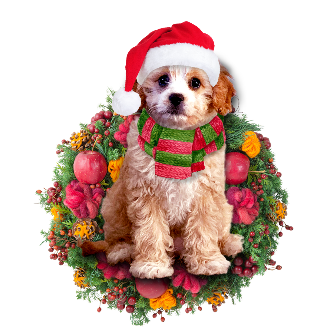 Cavoodle Christmas Ornament – Bugybox